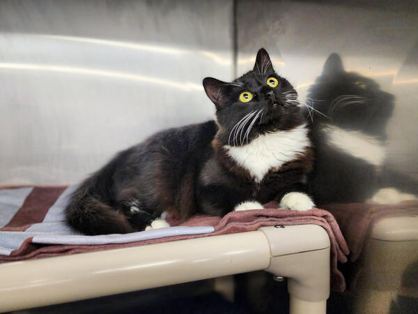 Volunteer with the City of Boston Animal Care and Control Facility ...